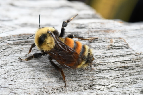 Hunt's Bumble Bee (Mount Rainier National Park Pollinator Guide 🐝 🦋 ...