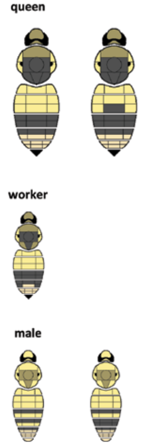 Sitka Bumble Bee (Mount Rainier National Park Pollinators ID Guide 🐝 ...