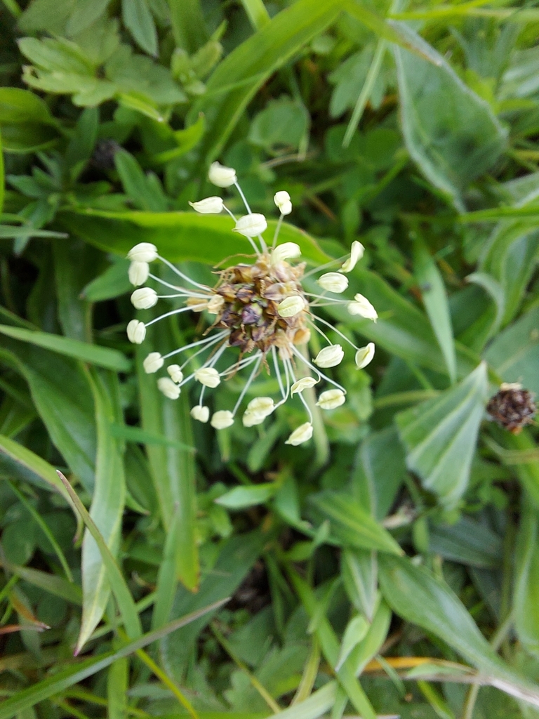 ribwort plantain from Ingleton, UK on May 10, 2022 at 02:36 PM by ...