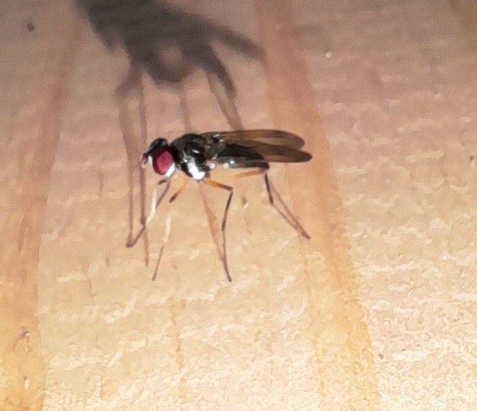 Stretched-foot Flies from San Salvador de Jujuy on May 10, 2022 at 04: ...