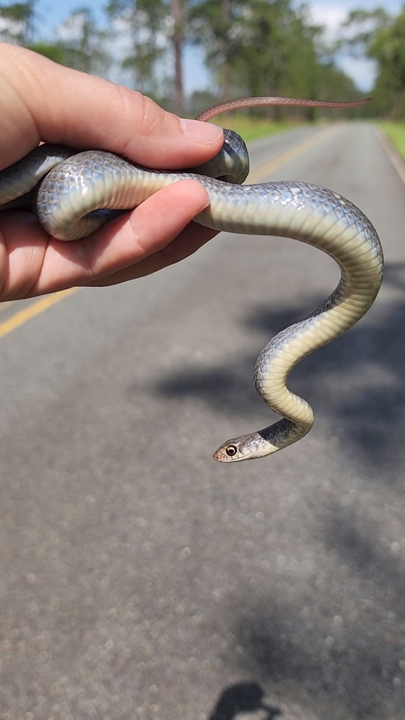 Buttermilk Racer from Pitkin, LA 70656, USA on May 10, 2022 at 10:37 AM ...