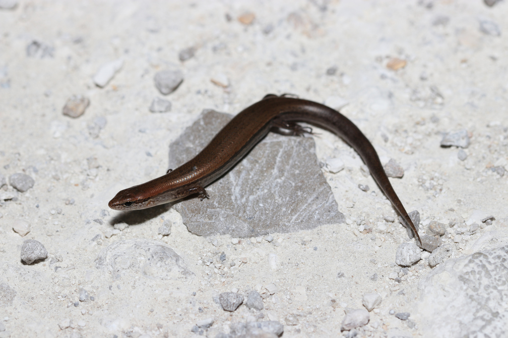 Little Brown Skink in May 2022 by captainjack0000 · iNaturalist
