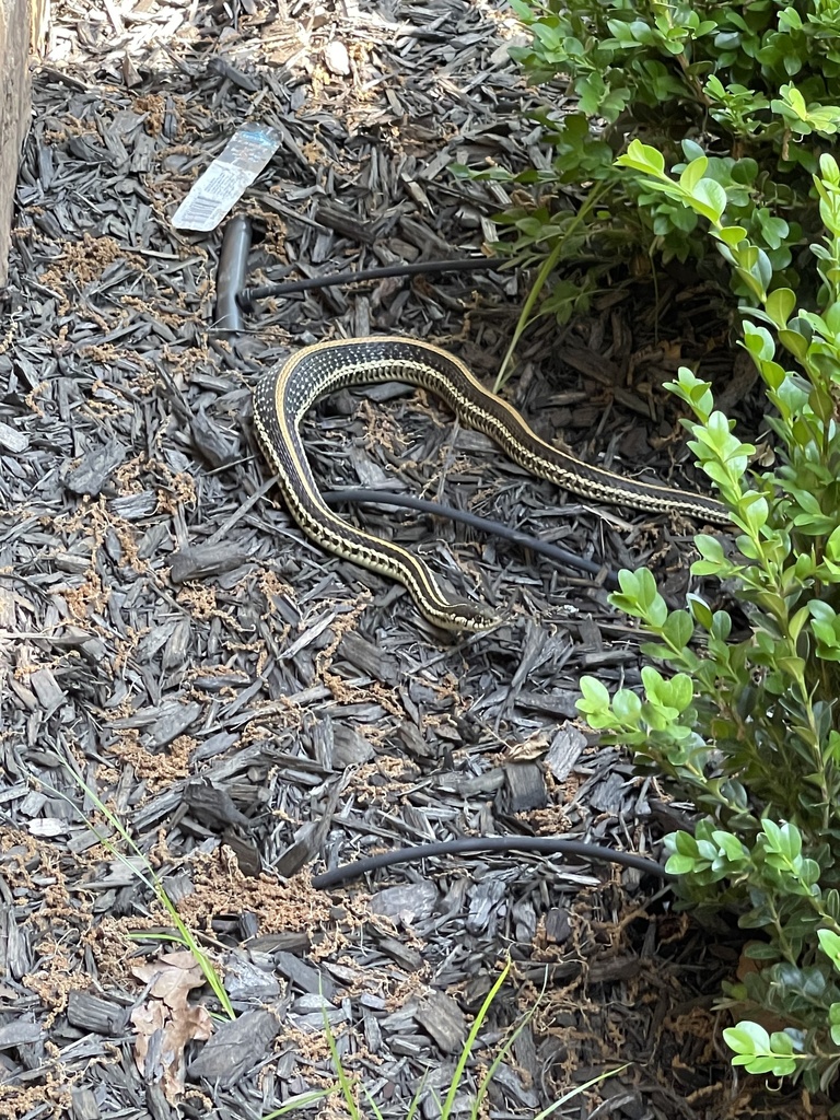 Common Garter Snake from Condon Grove Ln, Milburn, OK, US on May 10 ...