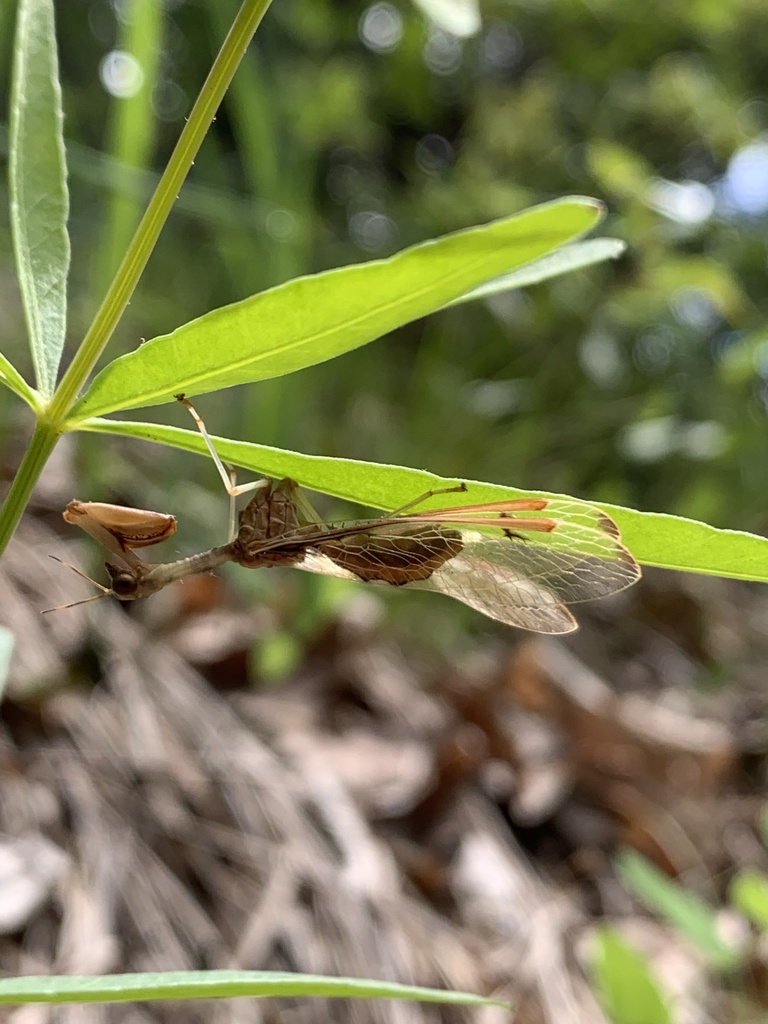 Four-spotted Mantidfly in May 2022 by Maria Dunlavey · iNaturalist