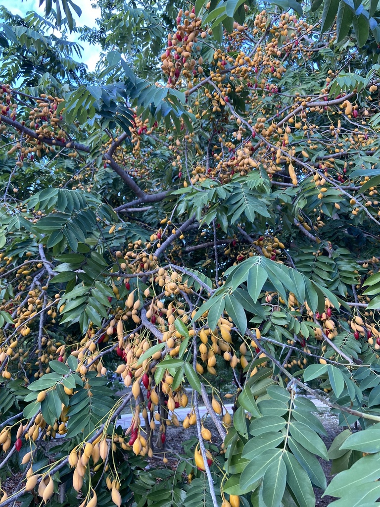Swartzia cubensis from Calle Sol, Cancún, QROO, MX on May 10, 2022 at ...