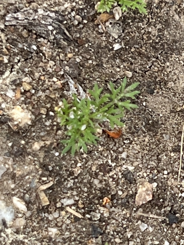 common soliva from Westwood, Los Angeles, CA, USA on April 16, 2022 at ...