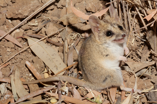 Sminthopsis douglasi · NaturaLista Colombia