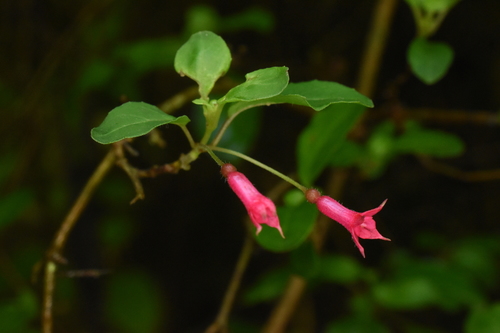Subespecies Fuchsia microphylla chiapensis · iNaturalist Mexico