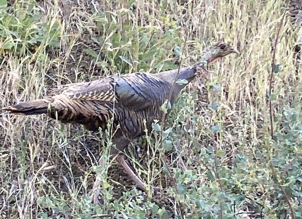 Wild Turkey from Los Padres National Forest, Santa Ynez, CA, US on May ...