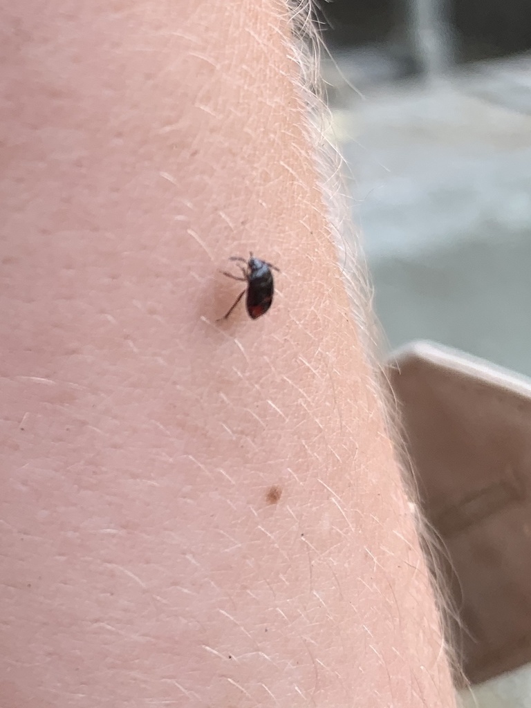 True Bugs from Dinosaur Valley State Park, Glen Rose, TX, US on May 10 ...