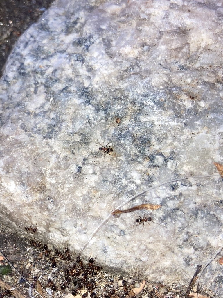 Lasius emarginatus from Manhattan, New York, NY, US on May 09, 2022 at ...