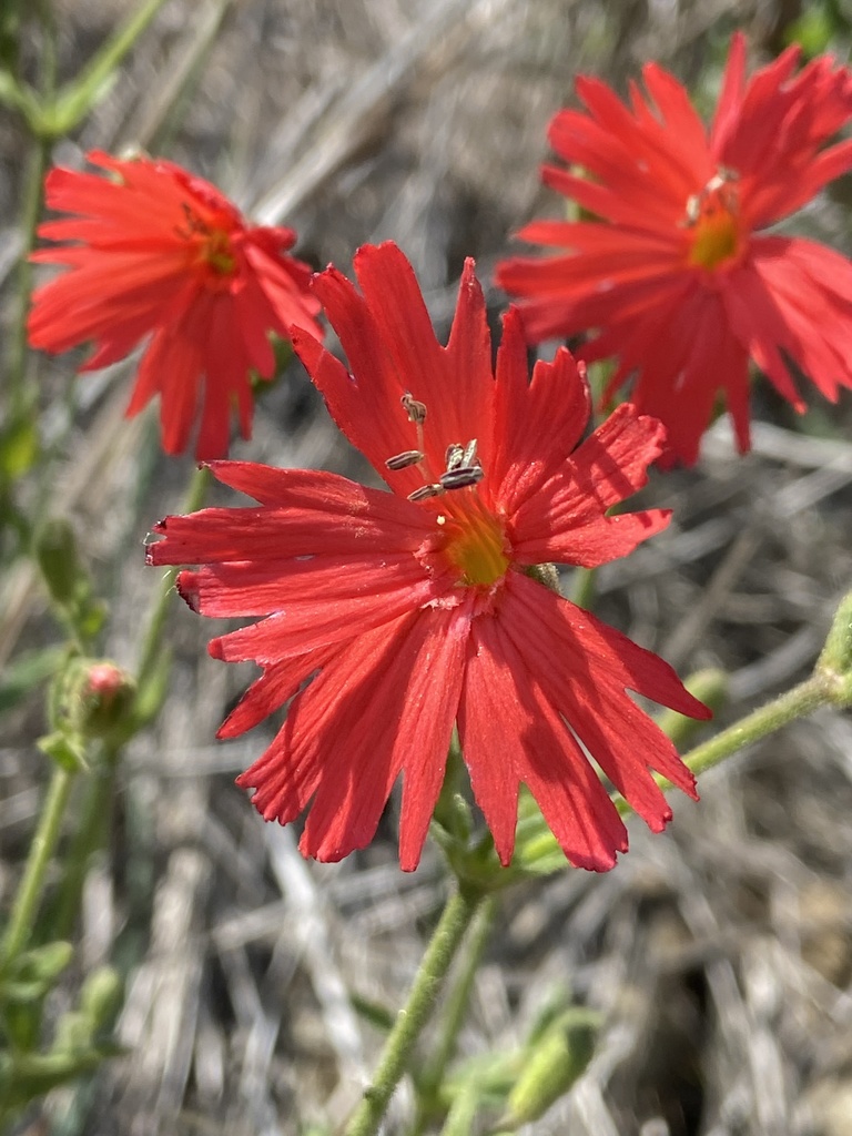 cardinal catchfly from South Coronado Island, Tijuana, BC, MX on April ...