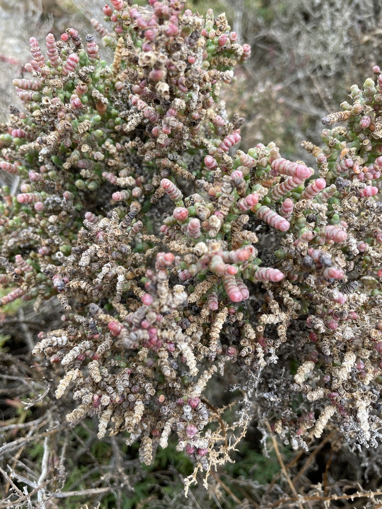 Tecticornia from Point Cook Coastal Park, Point Cook, VIC, AU on May 11 ...