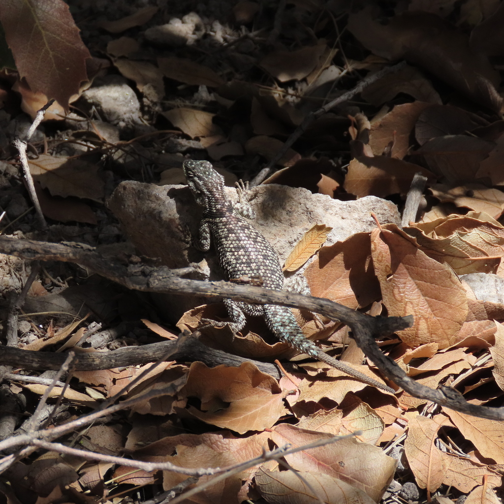 Yarrow's Spiny Lizard from Cochise County, AZ, USA on May 07, 2022 at ...