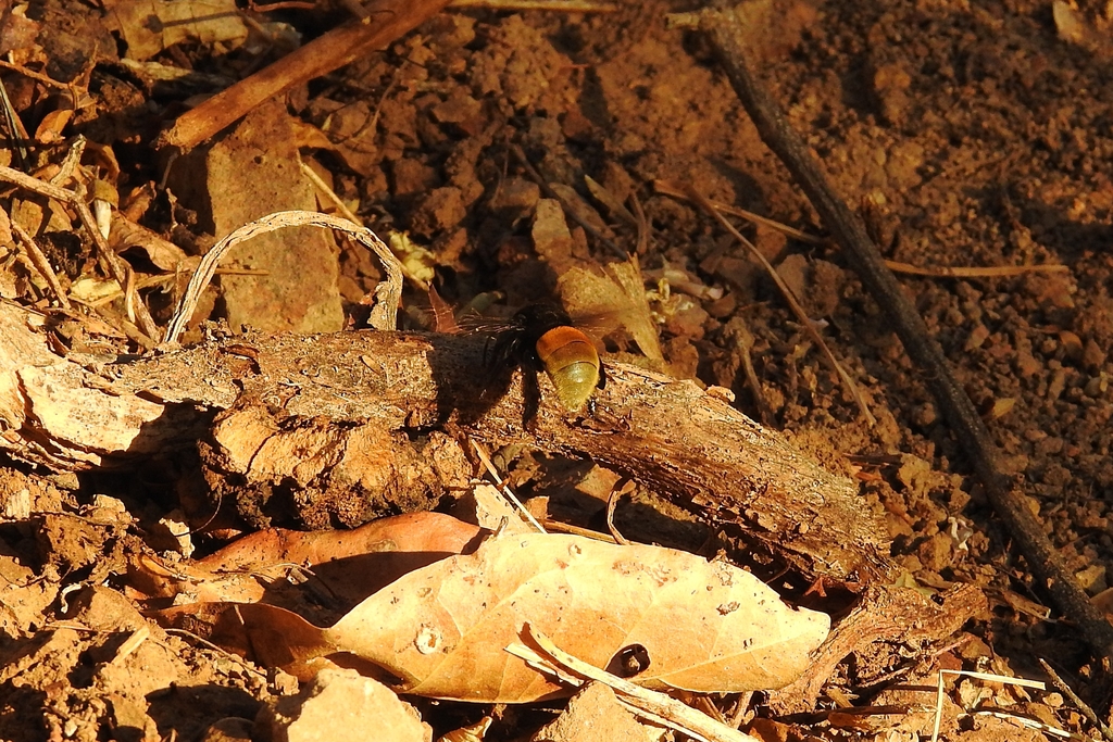 Eulaema polychroma from San Ignacio, Sin., México on May 08, 2022 at 06 ...