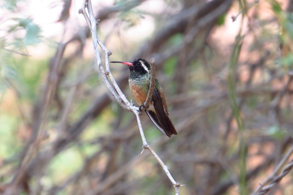 Xantus's Hummingbird on March 7, 2014 by Parque Nacional Bahía de ...