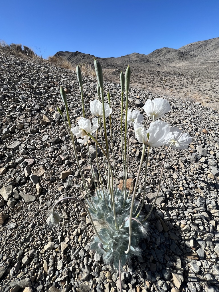 white bear poppy in May 2022 by John Tuason · iNaturalist