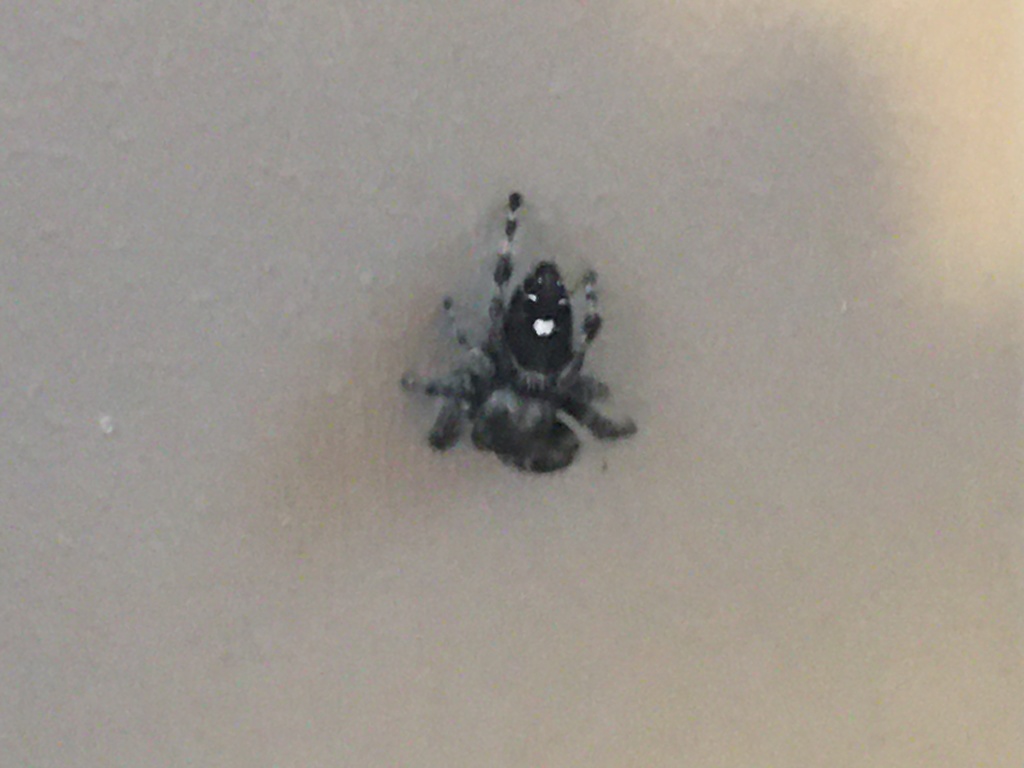 Bold Jumping Spider from Elizabeth Cir, Eagle Pass, TX, US on May 9 ...