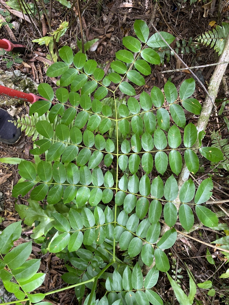 yellow nickerbean from Guam Adventures, Yigo, Guam, US on May 11, 2022 ...