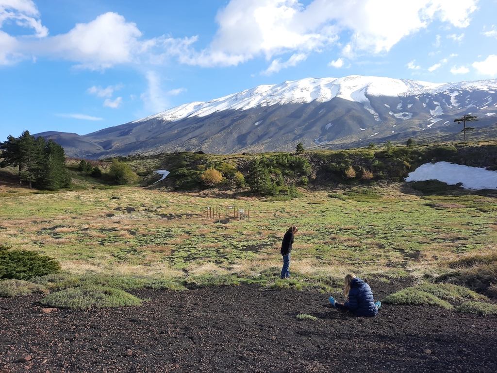 Betula pendula pendula from Monte Conca Etna Nord Piano Provenzana ...