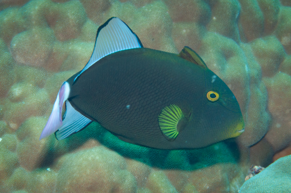 Pinktail Triggerfish from 6798, Christmas Island on April 30, 2022 at ...