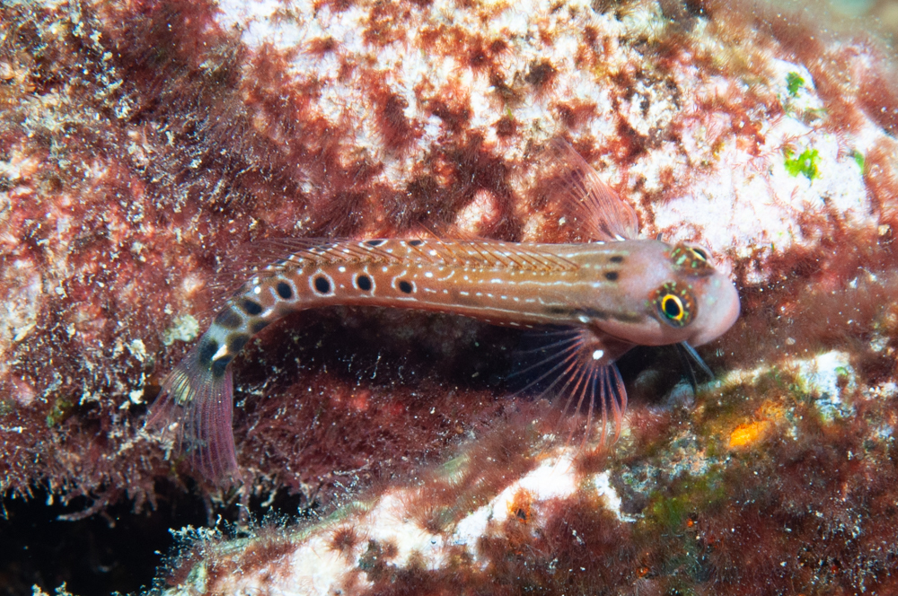 Ocular Combtooth Blenny from 6798, Christmas Island on April 30, 2022 ...