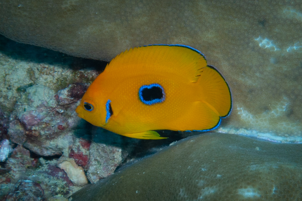 Cocopeel Angelfish from 6798, Christmas Island on April 30, 2022 at 09: ...