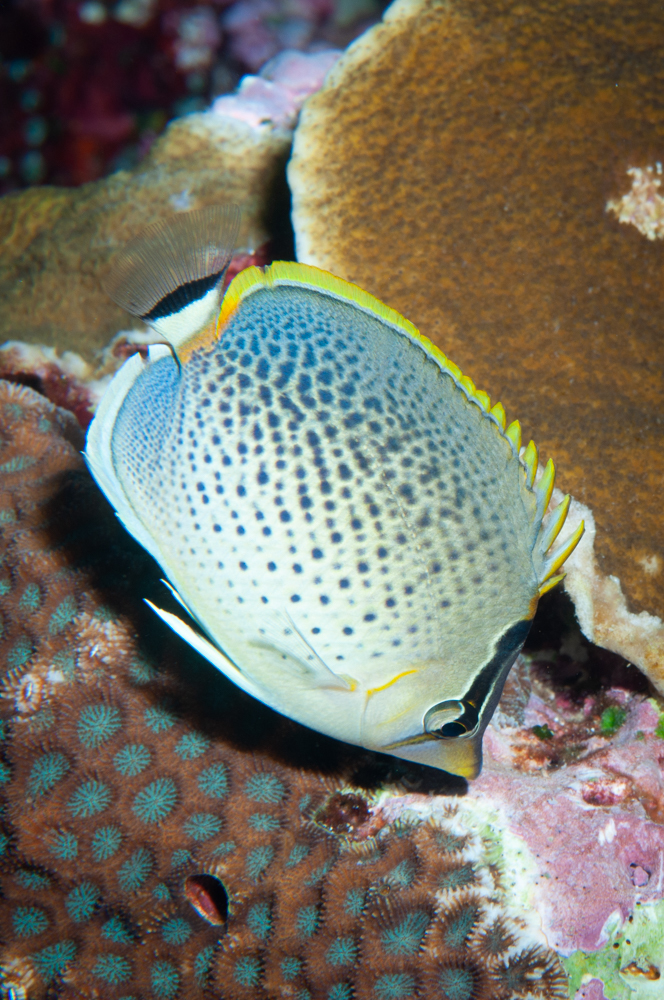 Spotted Butterflyfish from 6798, Christmas Island on April 30, 2022 at ...