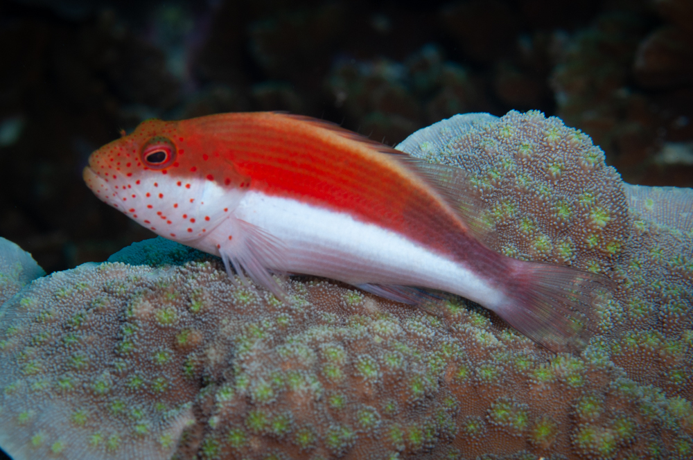Freckled Hawkfish from 6798, Christmas Island on April 30, 2022 at 09: ...