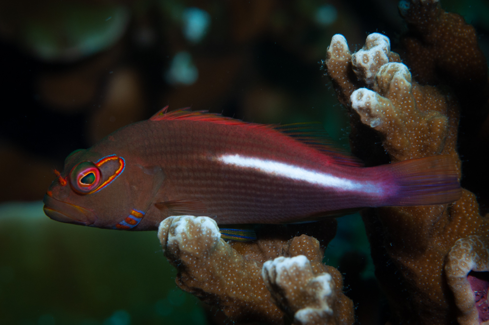 Arc-eye Hawkfish from 6798, Christmas Island on April 30, 2022 at 09:35 ...