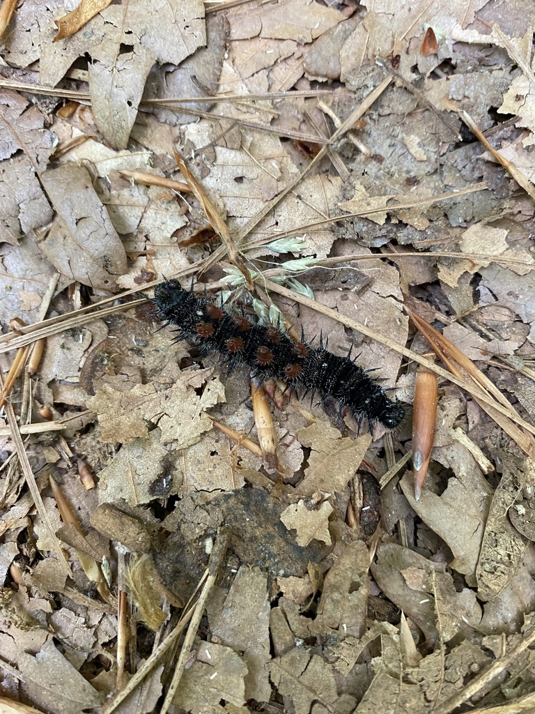 Mourning Cloak from NC-16, Conover, NC, US on May 10, 2022 at 04:18 PM ...