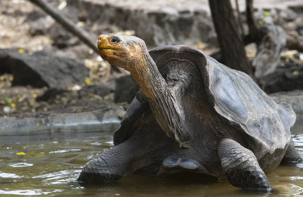 Galápagos Giant Tortoise from 7M5W+3FH, Ave Charles Darwin, Puerto ...