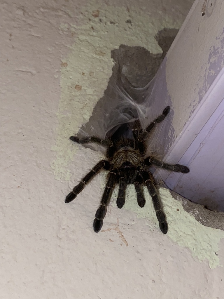 Usambara Baboon Tarantula from Siachasa Road, Livingstone, Gwembe, ZM ...