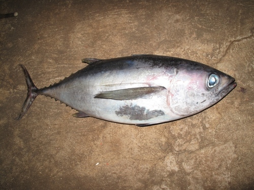 Patudo (Thunnus obesus)