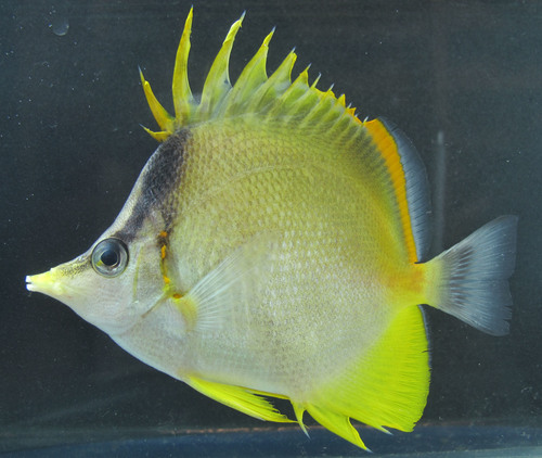 Brazilian Butterflyfish (Prognathodes brasiliensis) · iNaturalist