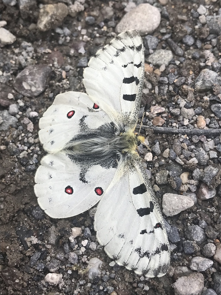 Rocky Mountain Parnassian (Dinosaur National Monument Butterfly Guide 🦋 ...