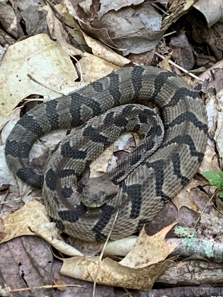 Timber Rattlesnake from Baxter, TN, US on May 11, 2022 at 12:34 PM by ...