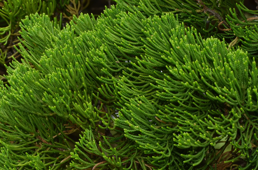 Chinese juniper from Tosayamadacho Miyanokuchi, Kami, Kōchi Prefecture ...