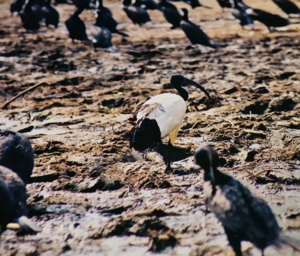 African Sacred Ibis from Bunyaruguru, Uganda on August 16, 2001 at 03: ...