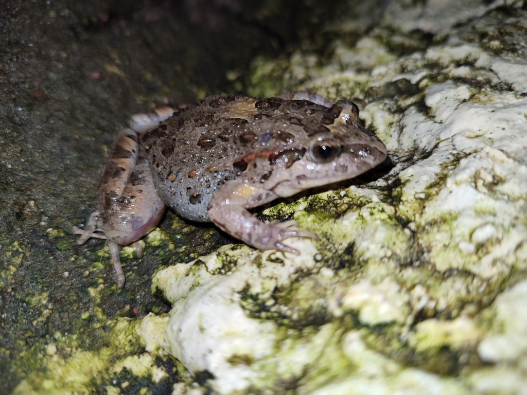Mediterranean Painted Frog from 96100 Siracusa SR, Italia on November 7 ...