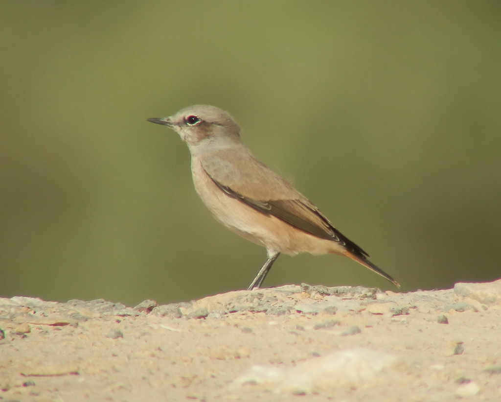 Red-tailed Wheatear from Abu Dhabi, United Arab Emirates on September ...