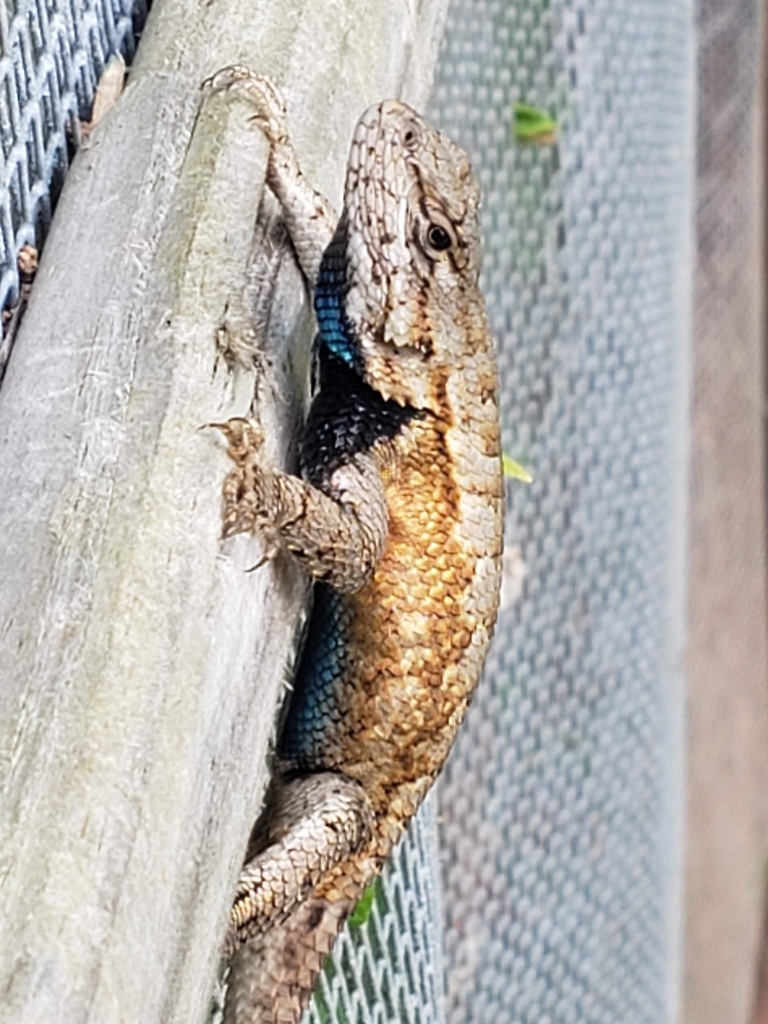 Eastern Fence Lizard from Bently Rd, Walker, WV, US on July 27, 2020 at ...
