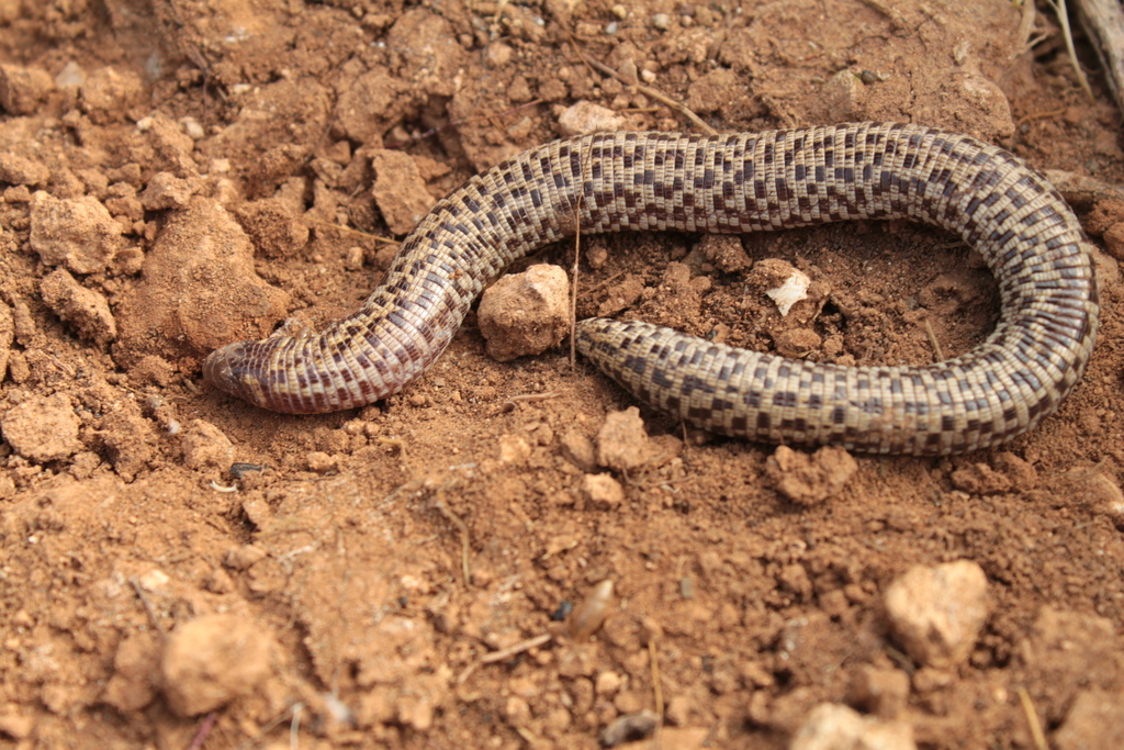 Checkerboard Worm Lizard (Western) from Tiznit, MA-SM, MA on April 19 ...