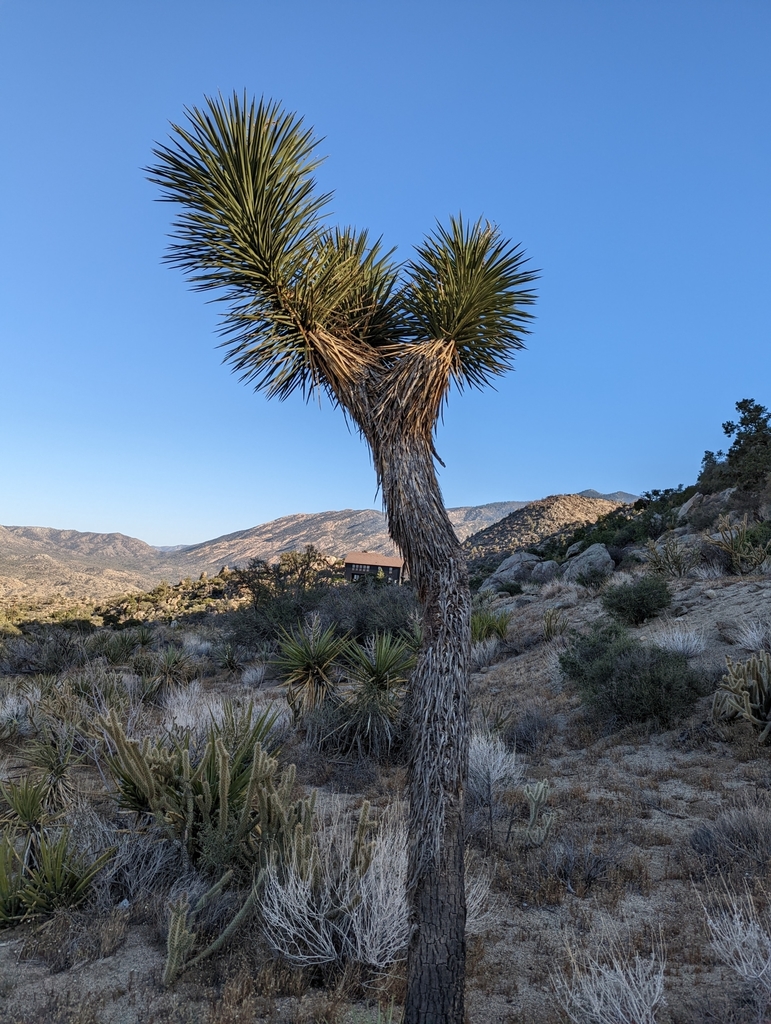 Western Joshua Tree from Mountain Center, CA 92561, USA on May 11, 2022 ...