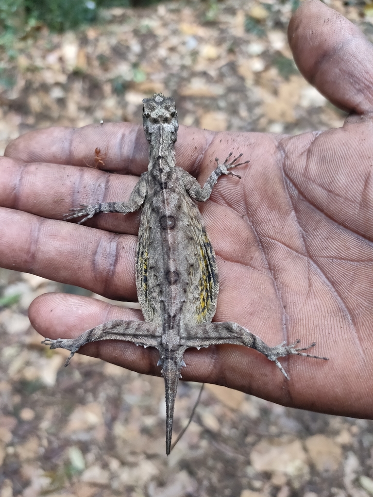 Western Ghats Flying Lizard from Papanasam R.F., Tamil Nadu, India on ...
