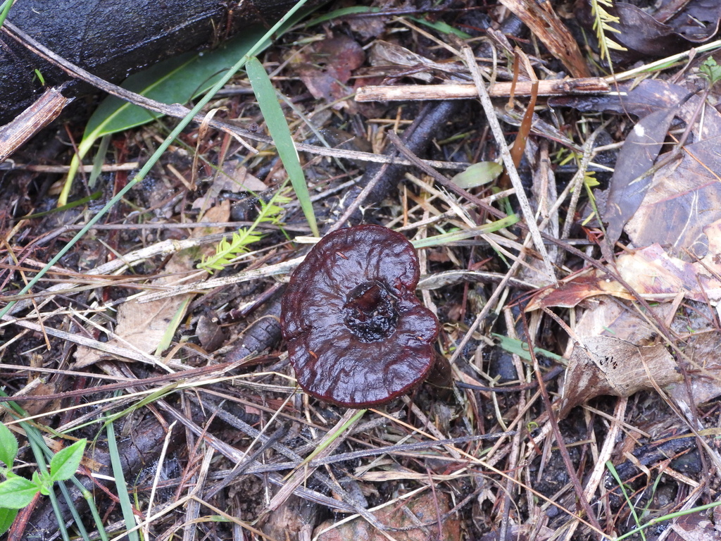 red-staining stalked polypore from Mogo NSW 2536, Australia on May 11 ...