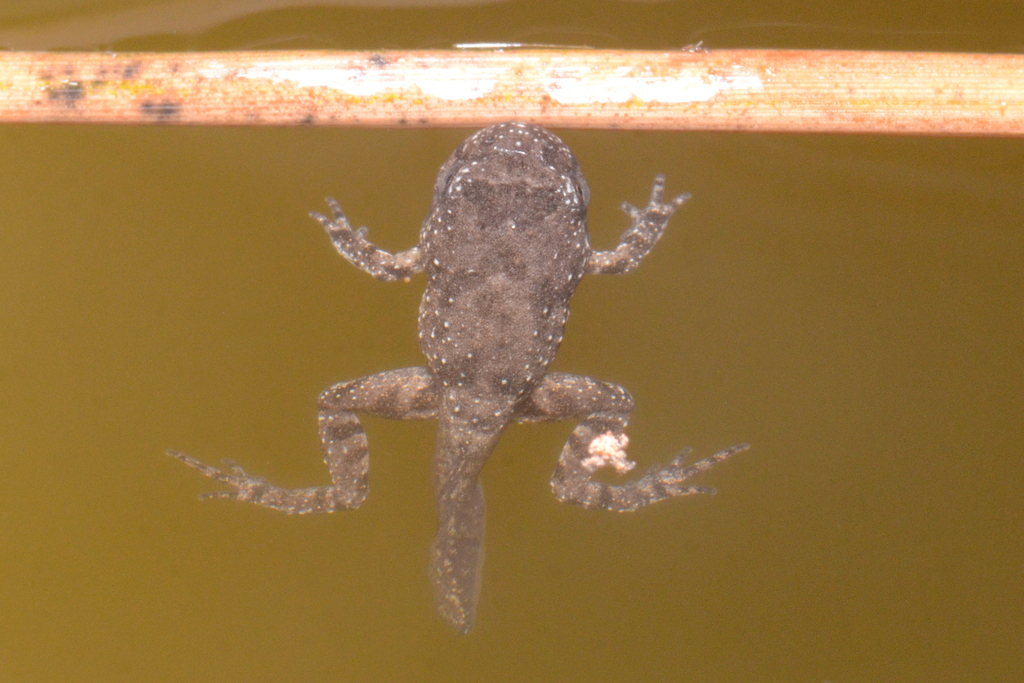 Tusked Frog in May 2022 by Maureen Gubbels · iNaturalist