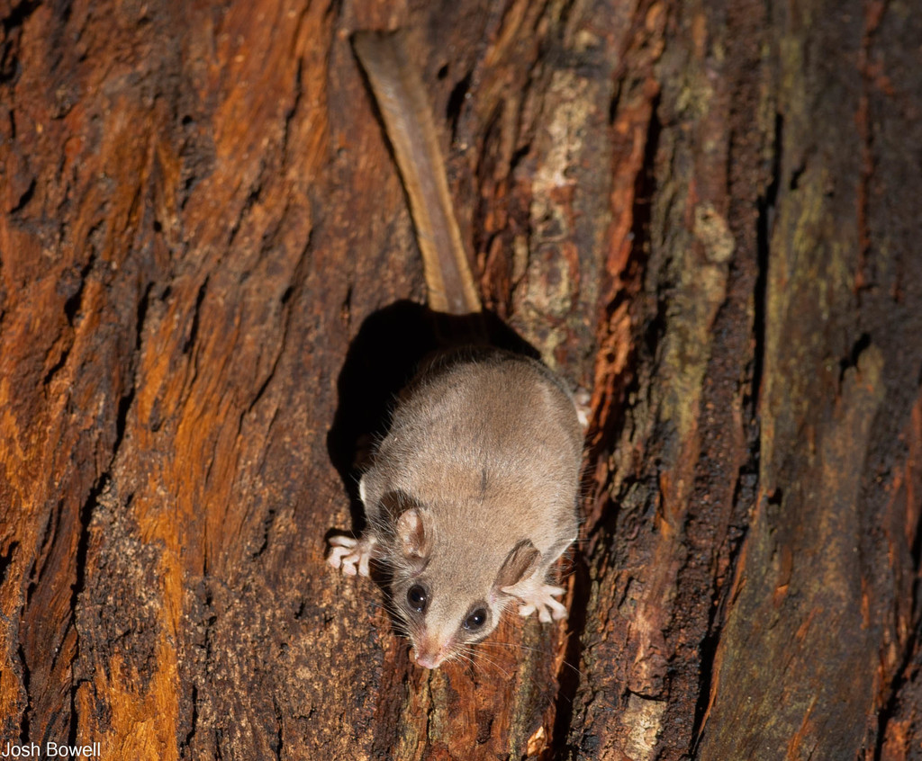 Feather-tailed Glider in January 2022 by Catherine Madden. Josh Bowell ...