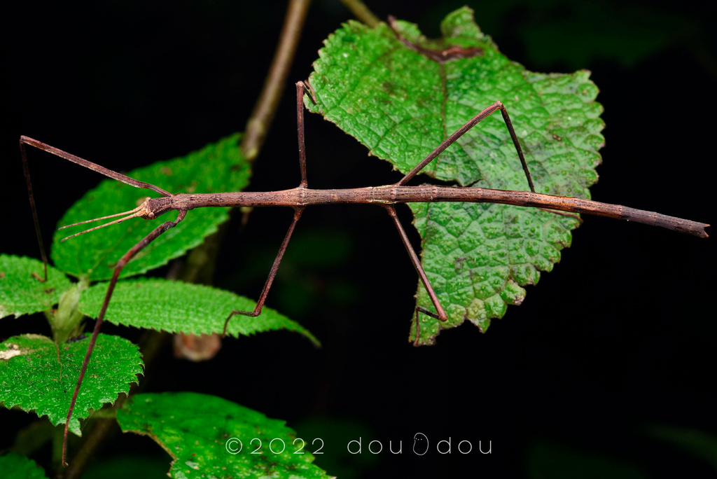 branchlet stick-insects from 中国海南省五指山 on January 25, 2022 at 03:24 AM ...