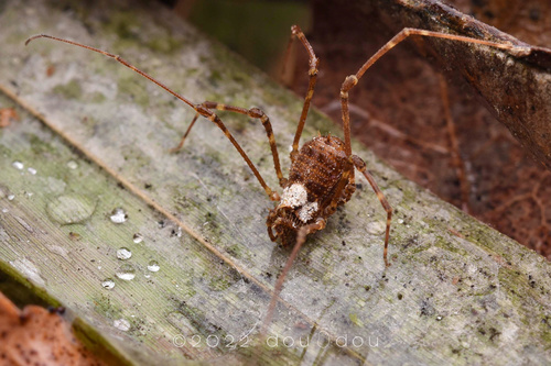 Bonea tridigitata · iNaturalist